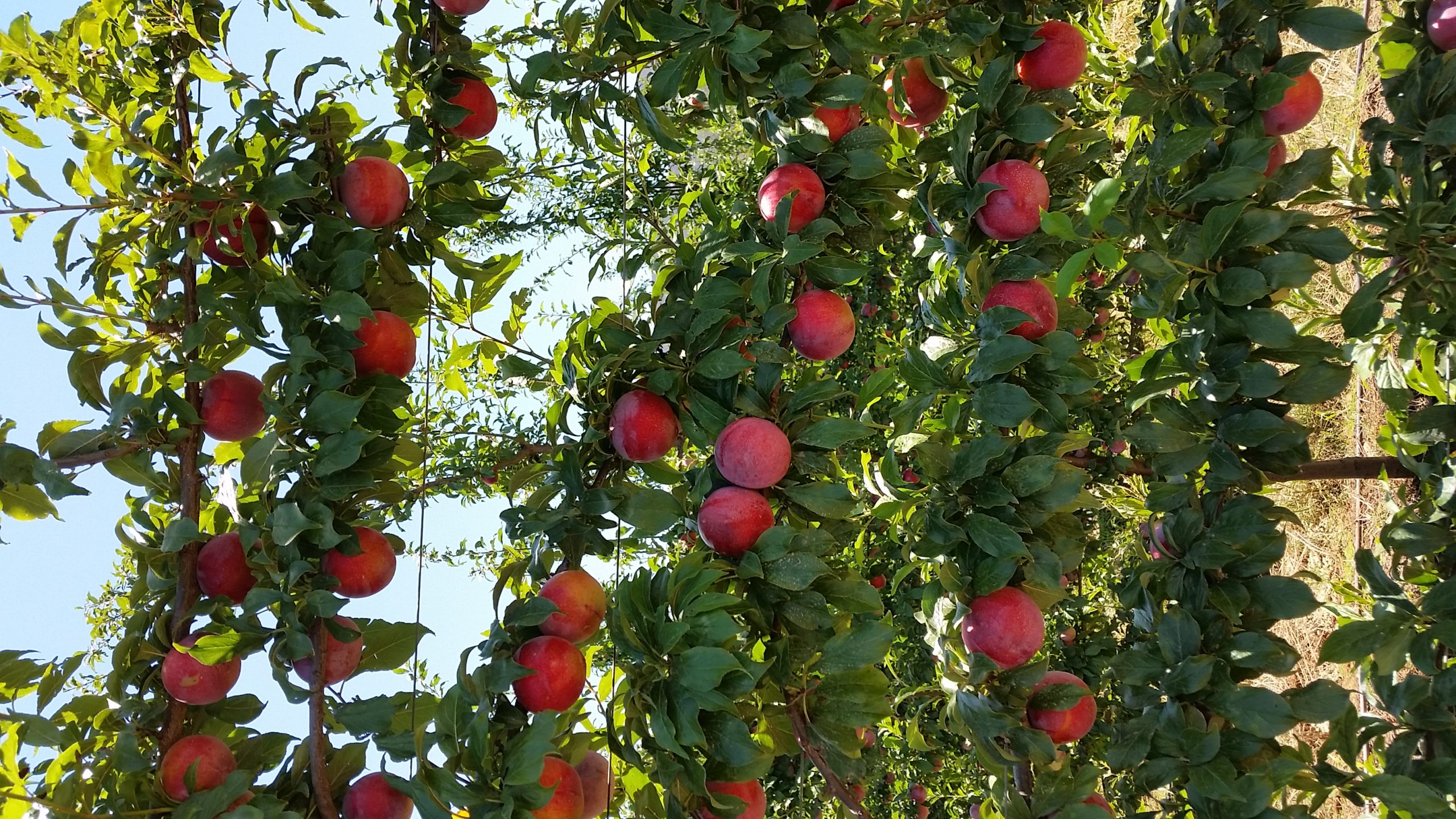 African Delight - SAPO