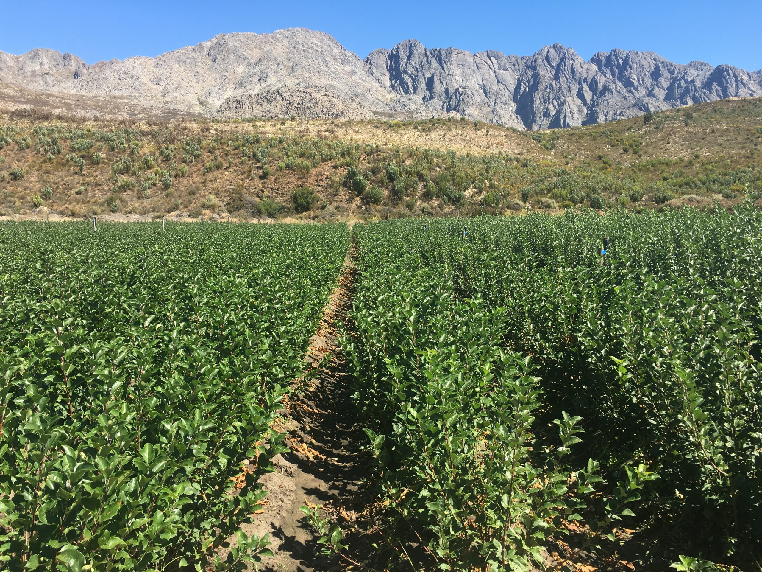 Western Cape Department of Agriculture visits SAPO Trust's Tygerhoek ...