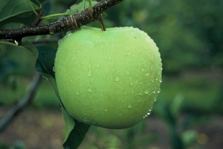 Golden Reinders - SAPO