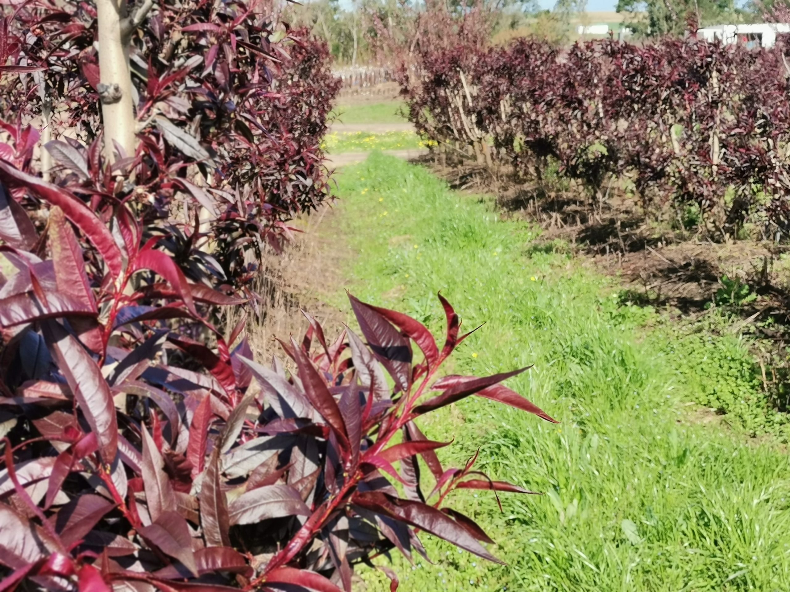 SAPO expands Budwood parks for future supply of Quality Plant Material ...