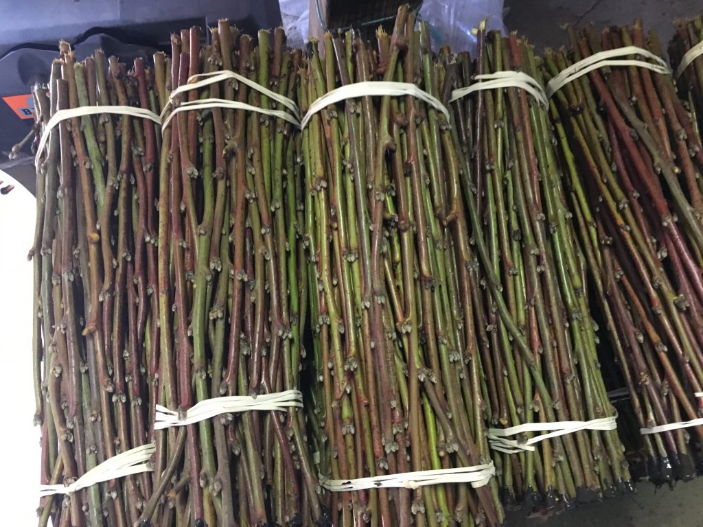 Nursery Services - SAPO