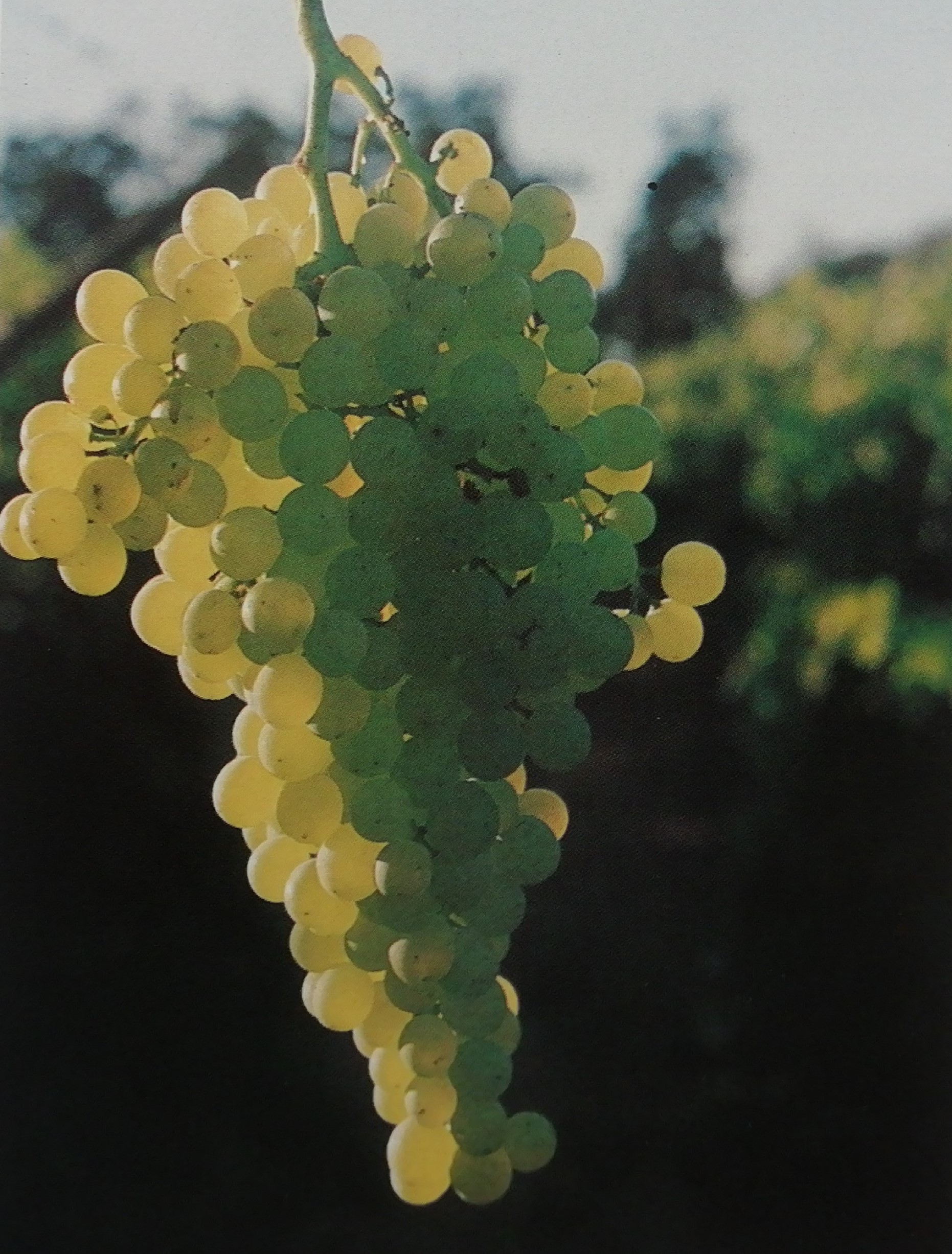 Merbein Seedless - SAPO