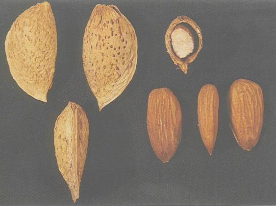 Ne Plus Ultra - SAPO