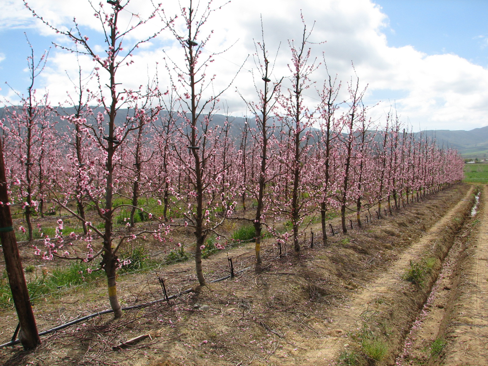 SAPO body plays long game amid challenges - SAPO