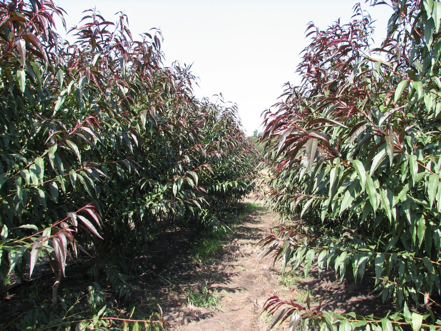 Nursery Services - SAPO