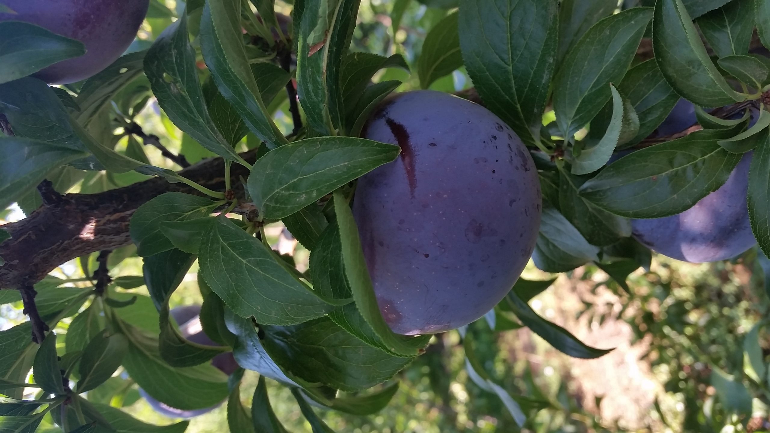 Ruby Crisp/Ruby Crunch - SAPO