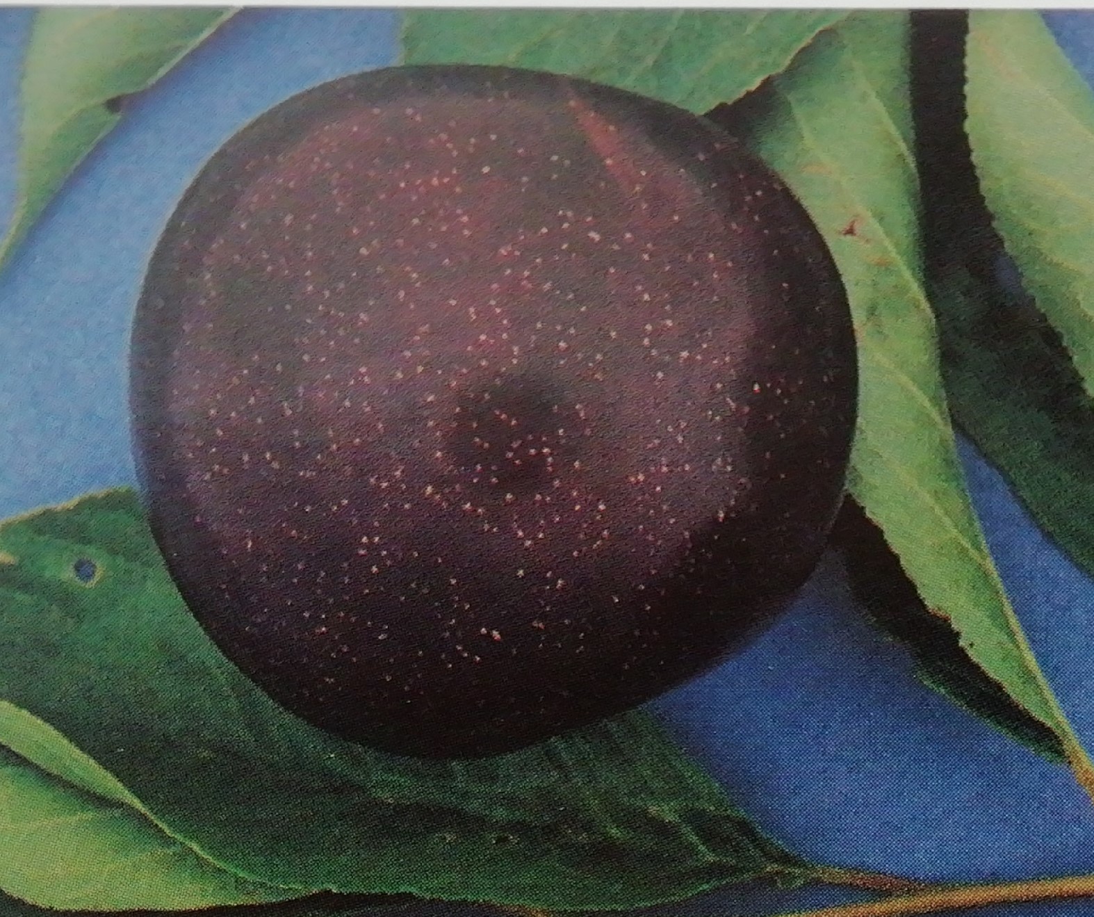 Sapphire - SAPO