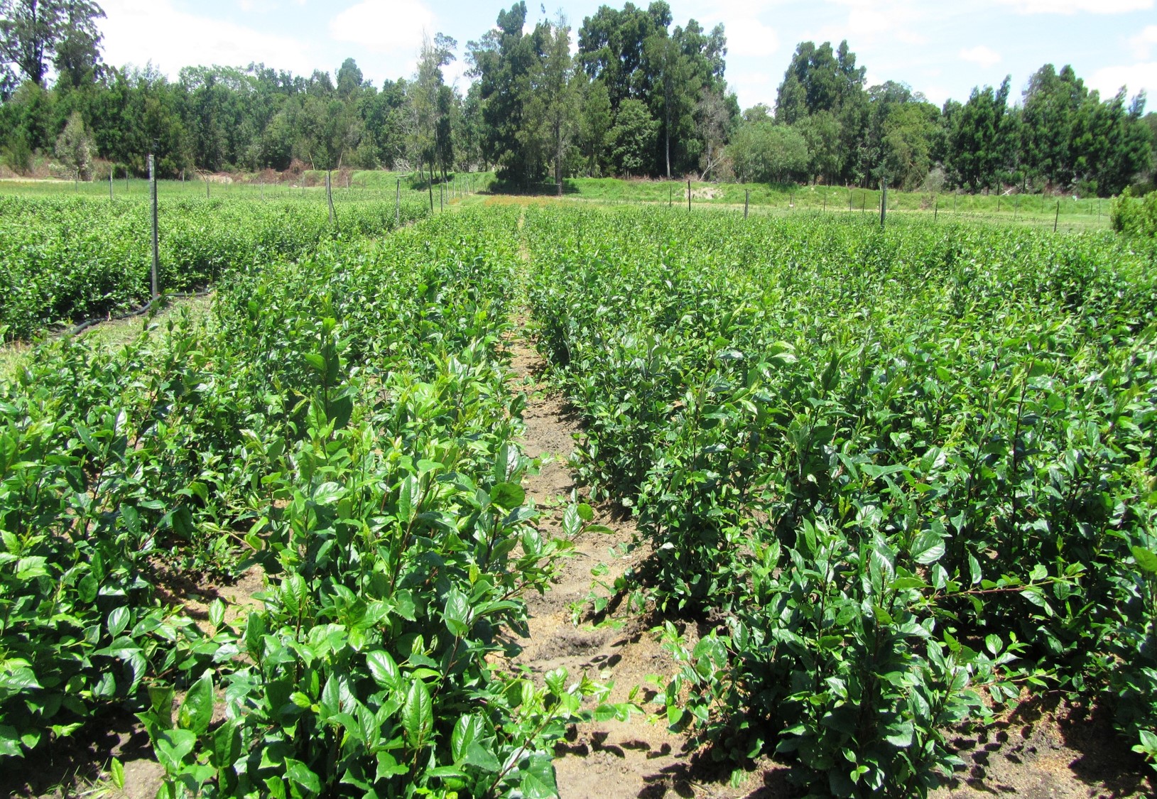 Apple Rootstocks Sapo