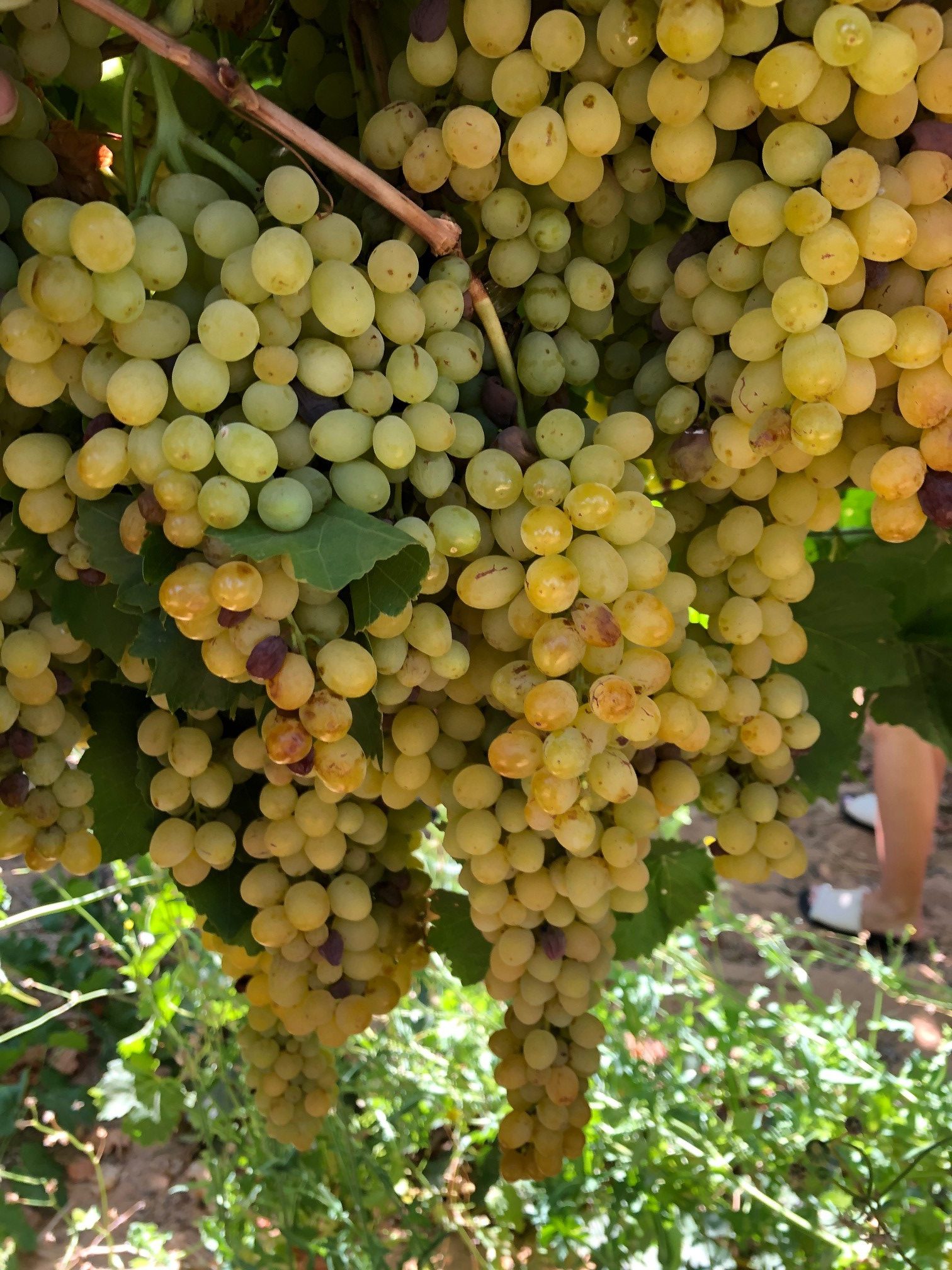 Summer Muscat - SAPO