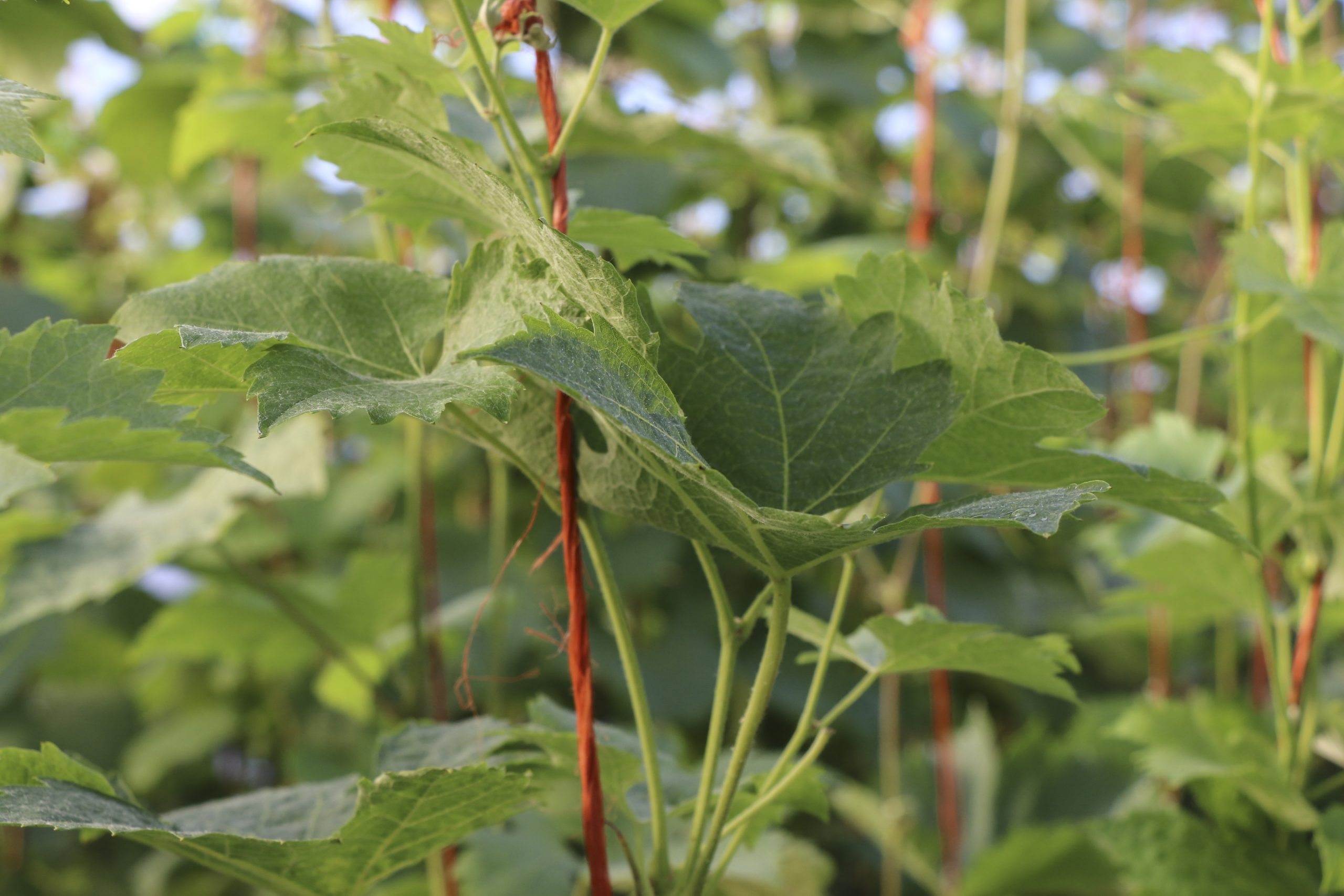 Plant Improvement - SAPO