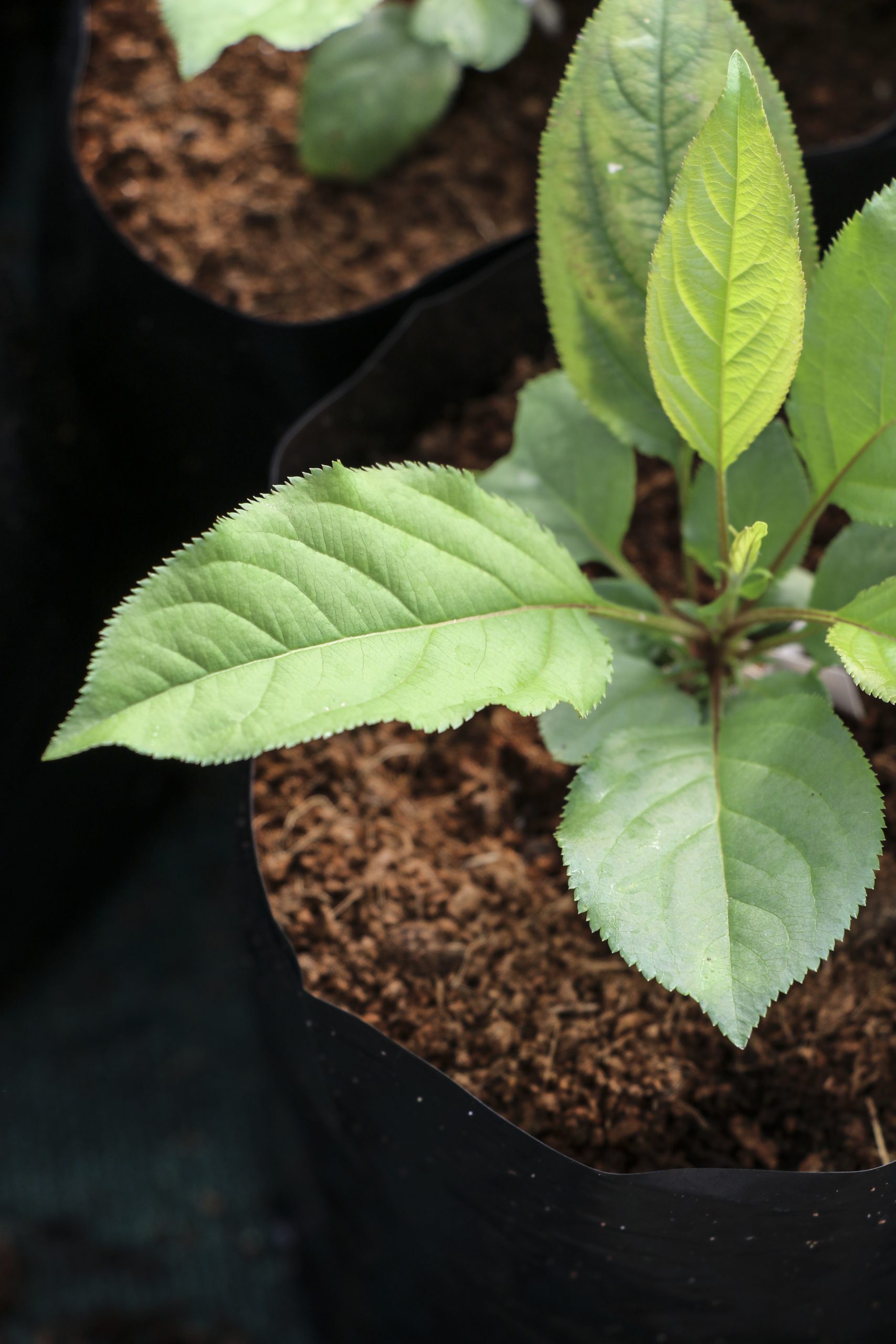 G.969 – South African status, experiences and background around a ...